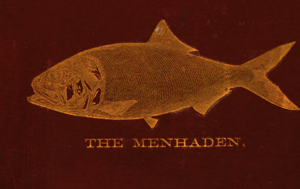 The Menhaden of History – Southern Fried Science