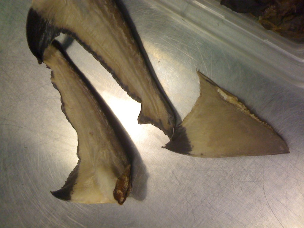 Shark Conservation: The problem, the goal, and how to get there ...