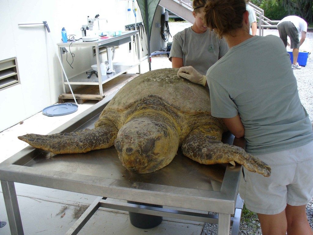 Death of a dinosaur: WhySharksMatter attends a loggerhead sea turtle ...