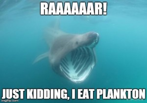What can the funniest shark memes on the internetz teach us about ocean ...