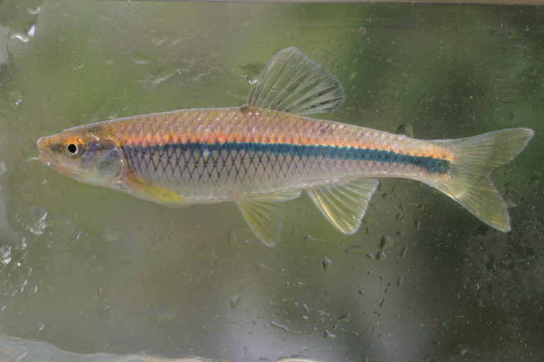 blue-shiner-cyprinella-caerulea – Southern Fried Science
