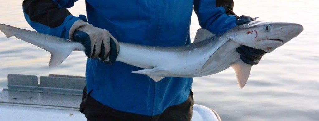 What is a Sand Shark? – Southern Fried Science