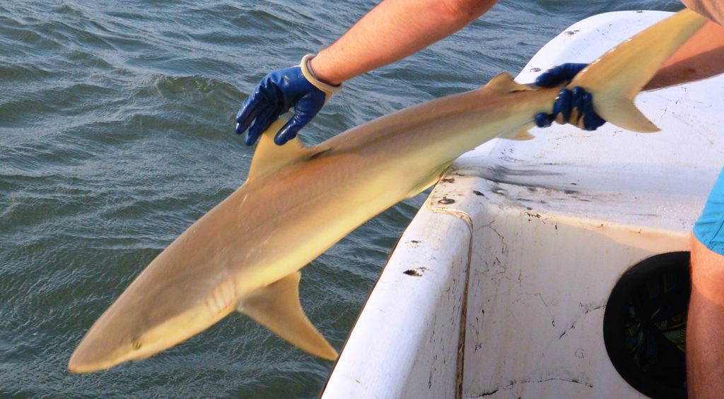 What is a Sand Shark? – Southern Fried Science