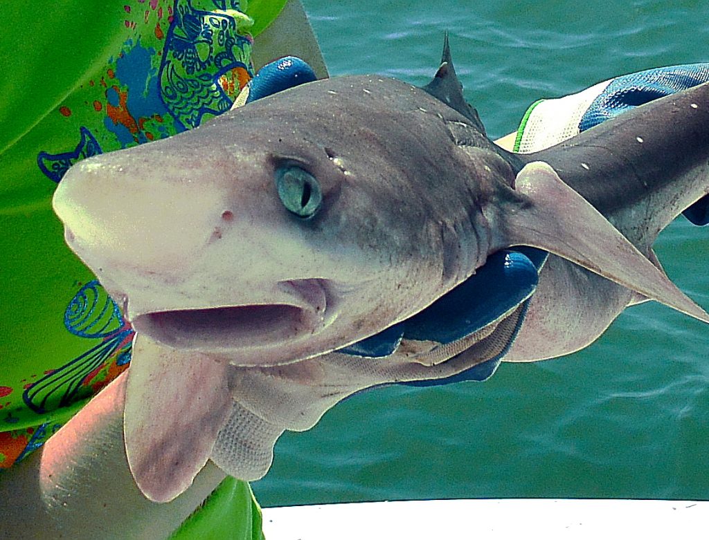 What is a Sand Shark? – Southern Fried Science