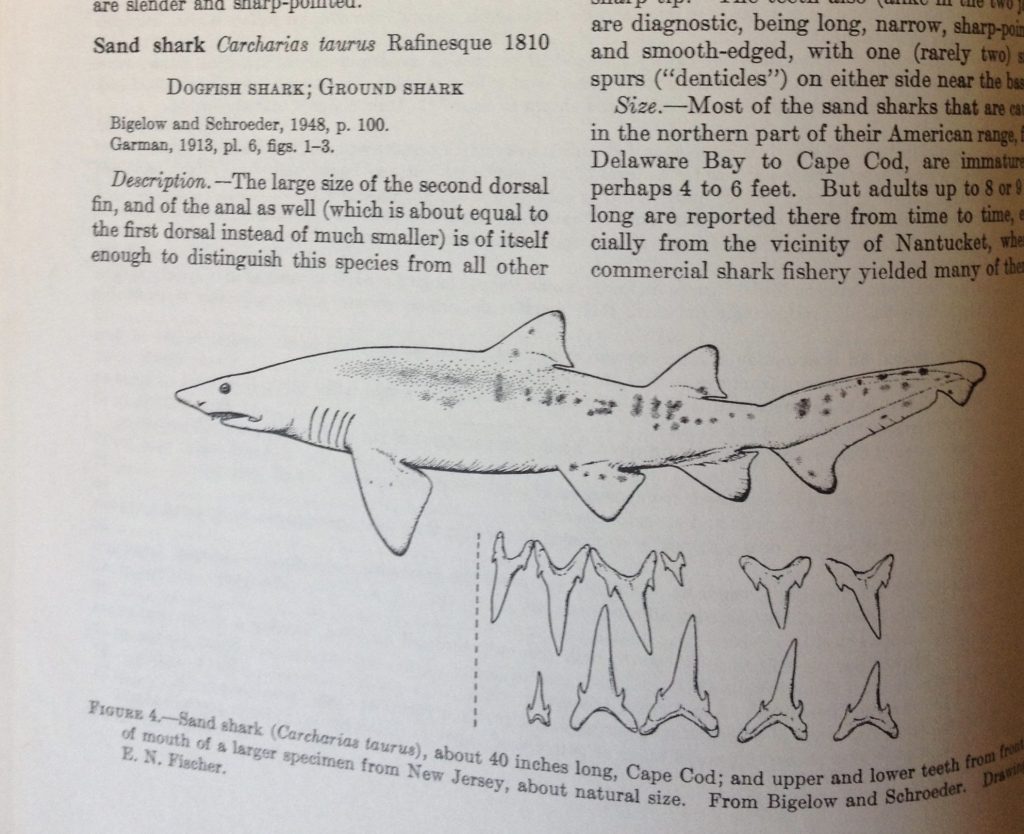 What is a Sand Shark? – Southern Fried Science