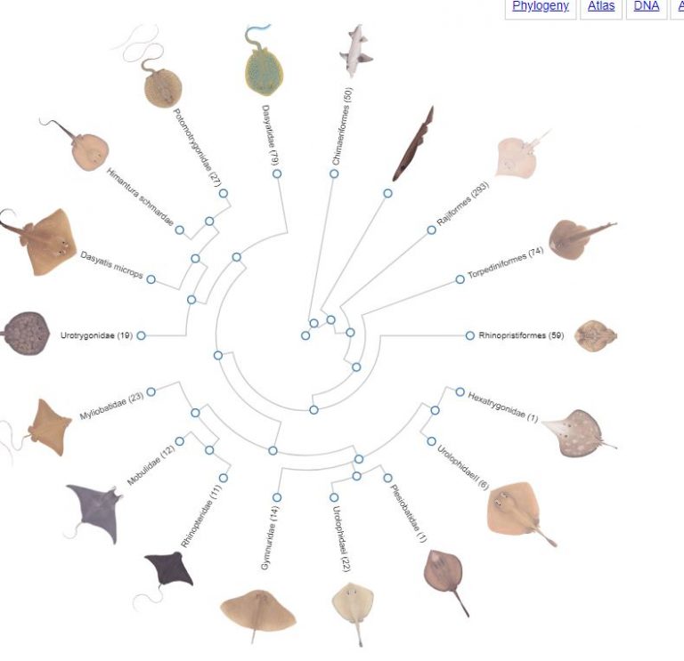 5 things to know about stingray barbs, this month’s 3D printed reward ...
