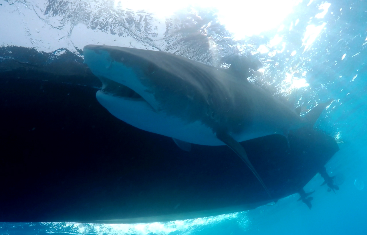 Studying Sharks in the Dutch Caribbean – Southern Fried Science