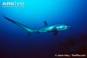 Here’s how thresher sharks whip their tails back and forth – Southern ...