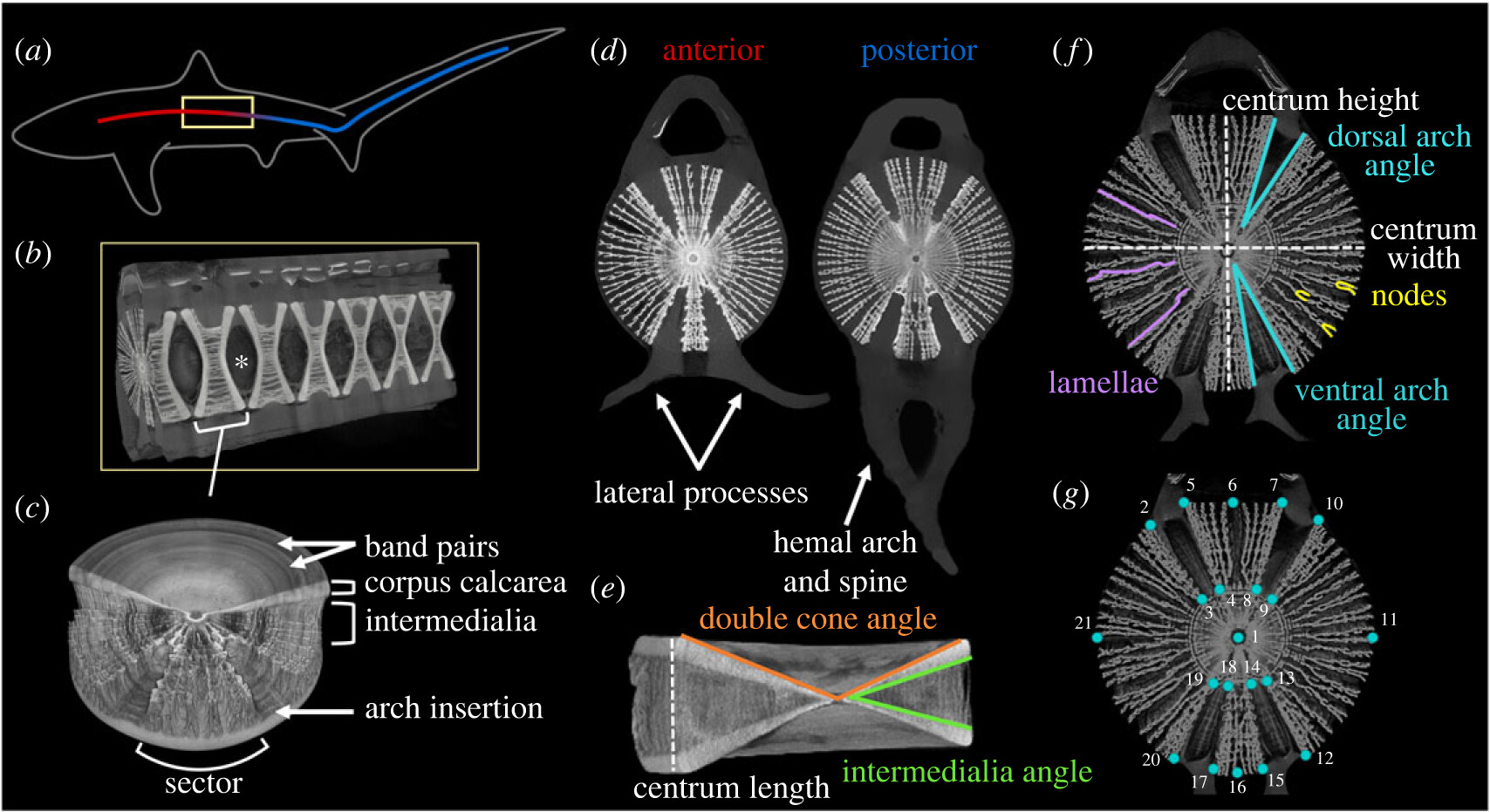 Here’s how thresher sharks whip their tails back and forth – Southern ...