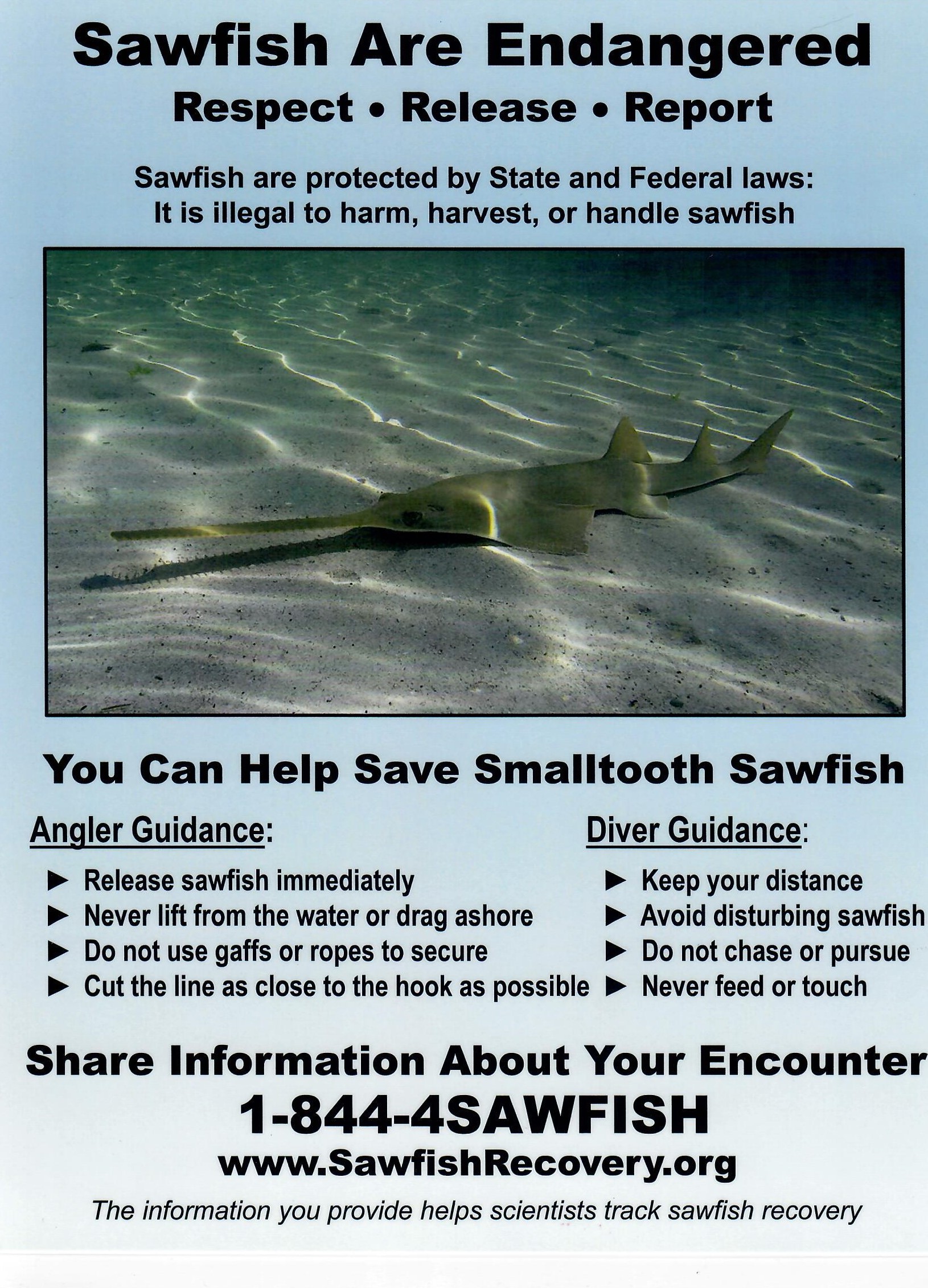 Critically Endangered sawfish are spinning in circles until they die ...