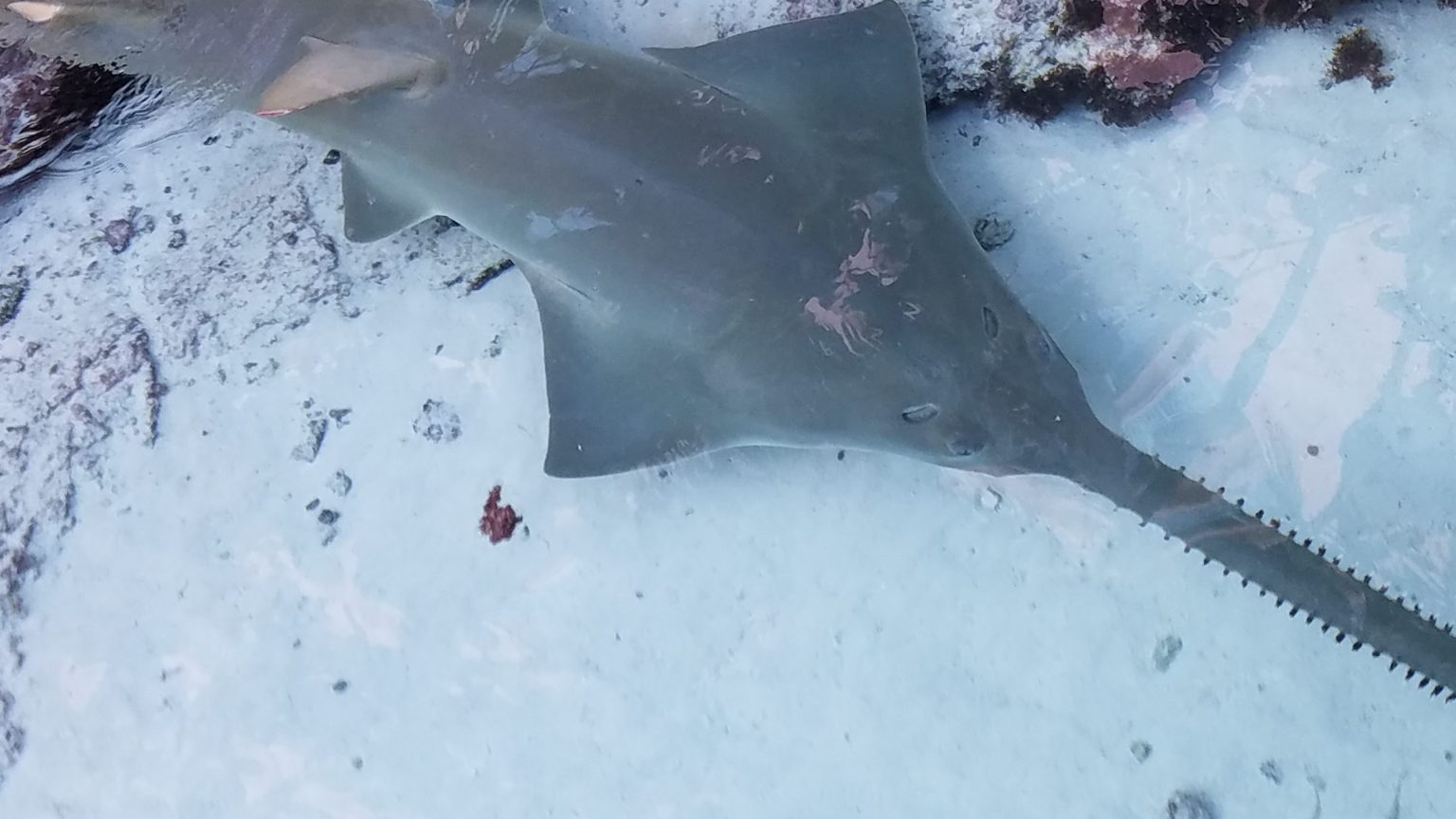 Critically Endangered sawfish are spinning in circles until they die ...