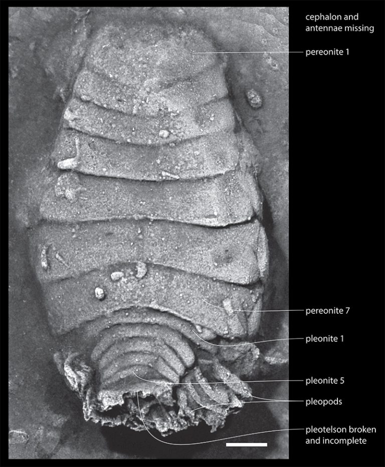 A tongue-eating isopod takes a 5-million+ year journey through ...