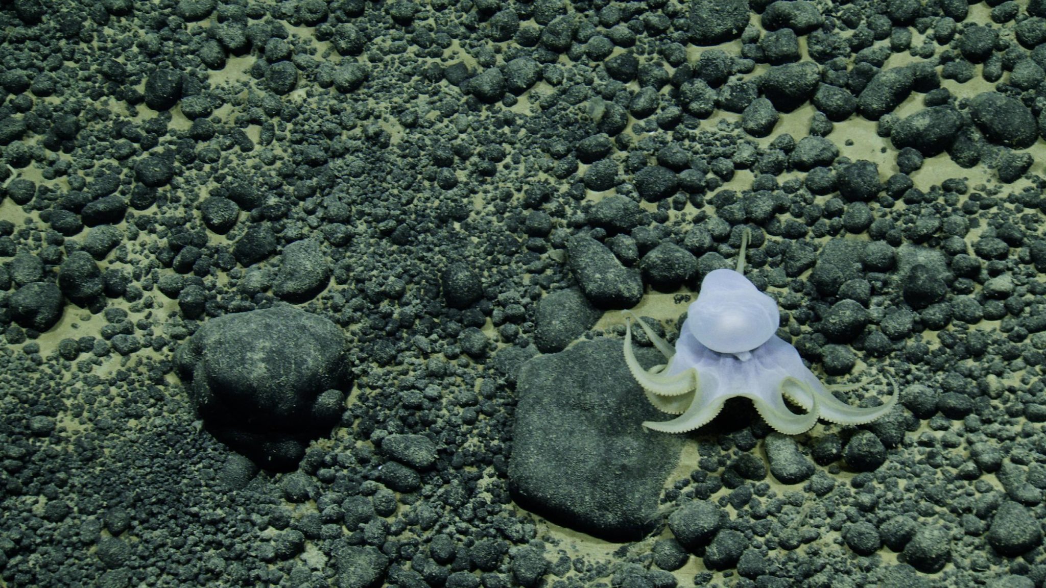 Norway and Cook Islands put their deep-sea mining plans on pause ...